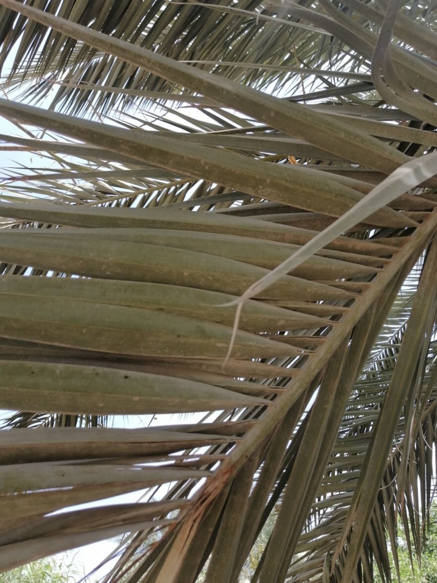 Material — Mahafa – hand fan, South Iraq – Designed in Iraq